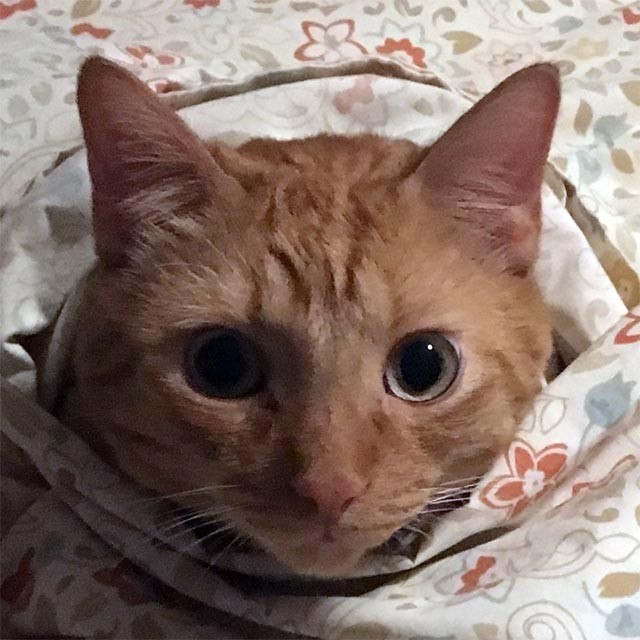 Meet the Cats of WhatCatsNeed.com: Sweet Loving Timmy